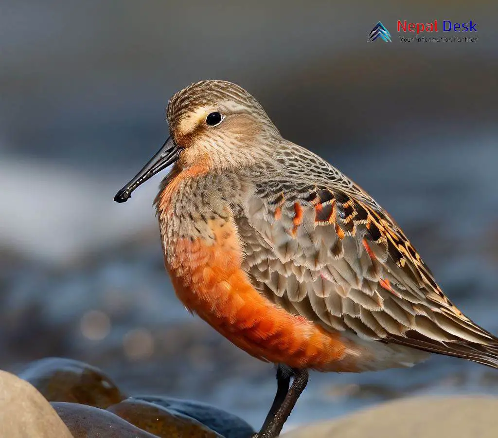 Red Knot: Following the Migratory Trail | Nepal Desk
